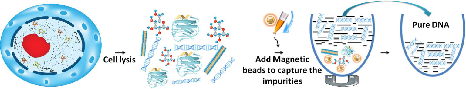 Revolutionizing DNA Purification: Introducing the BcMag™ One-Step ...