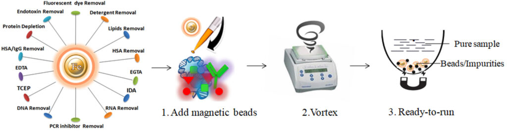 Magnetic Beads: A Powerful Biotechnology Tool