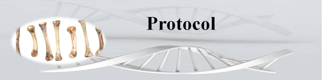 Efficient Bone and Teeth DNA Purification Protocol for Molecular Biology