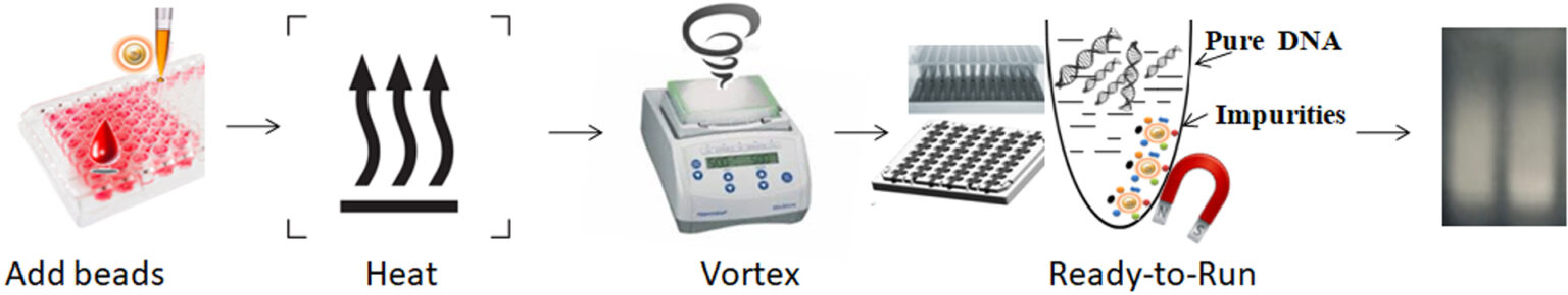 One Step DNA Purification - High Integrity, High Yield, Superfast!