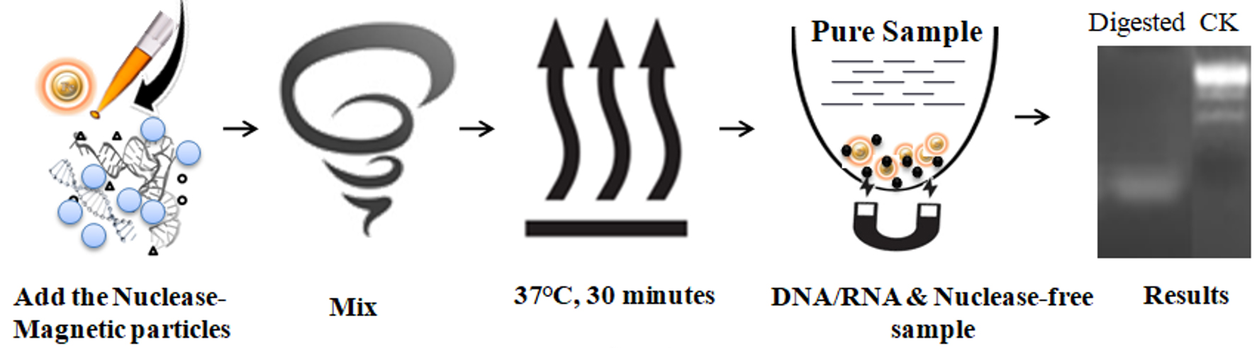 One-Step DNA & RNA Removal Kit: Fast & Efficient DNA & RNA Depletion
