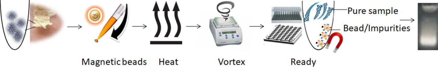 Streamlined Genomic DNA Extraction from Dandruff