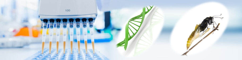 BcMag™ One-Step Insect DNA Purification Kit: Rapid and Column-Free ...