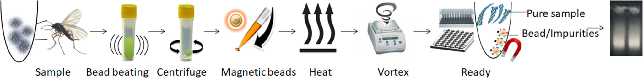BcMag™ One-Step Insect DNA Purification Kit: Rapid and Column-Free ...