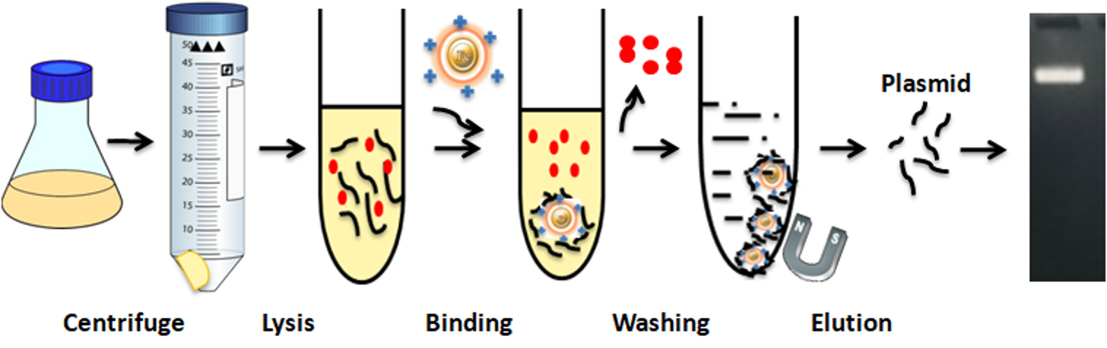Fast Midiprep Plasmid DNA Purification Kit: Quick and Effective ...