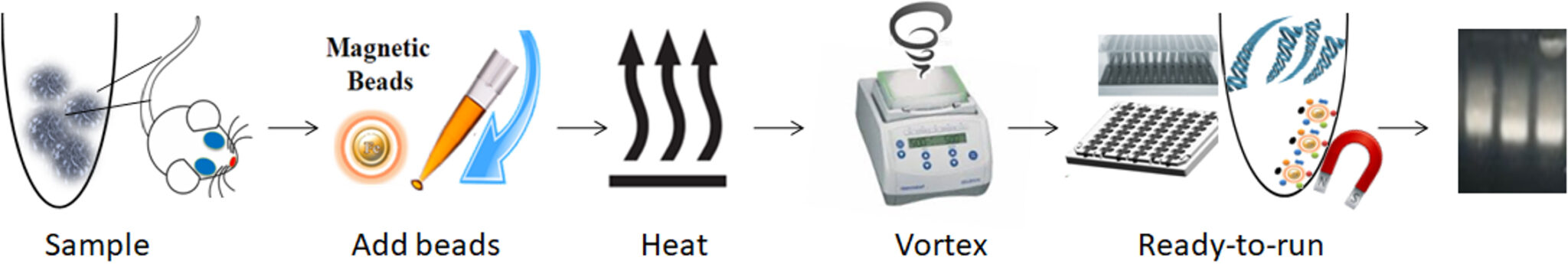 One-Step Mouse Tail DNA Purification Kit: Fast, Efficient, & Reliable ...