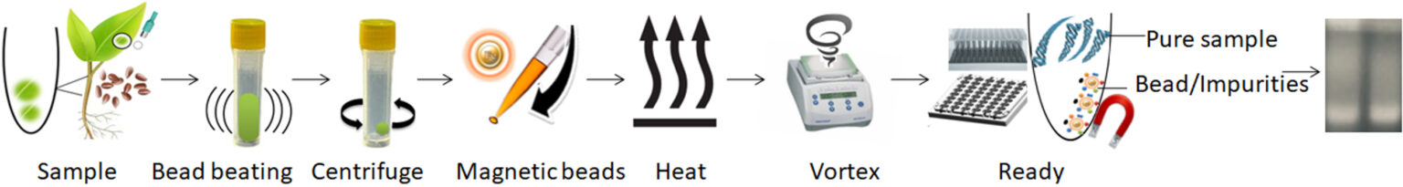 Efficient Plant DNA Purification with Magnetic Beads