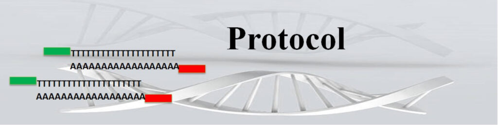 Rapid mRNA Isolation Made Easy with Magnetic Beads