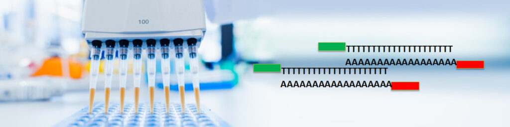 Quick mRNA Purification Kit: Step-By-Step Instructions for Isolating ...