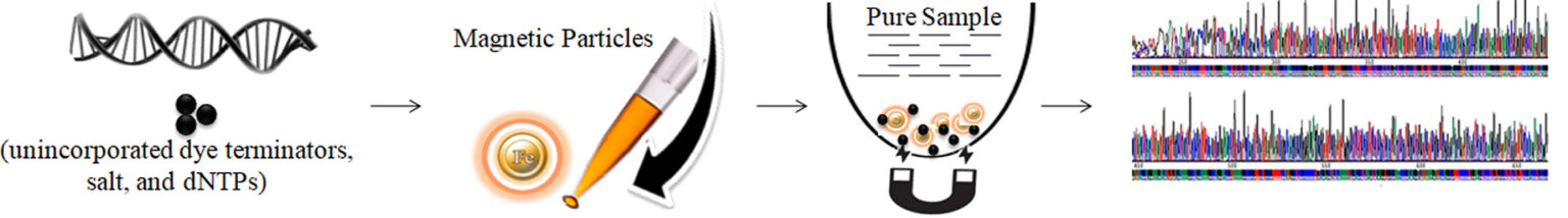 One-Step Sanger Sequencing Cleanup Kit: Streamlining DNA Sequencing ...
