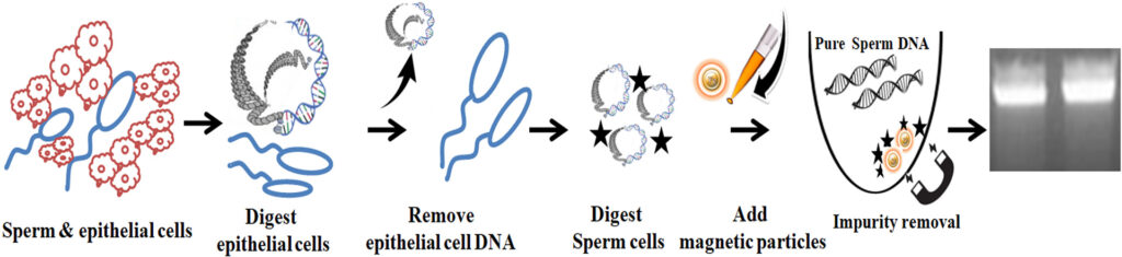 Sexual Assault Casework DNA Purification Protocol: Efficient DNA ...