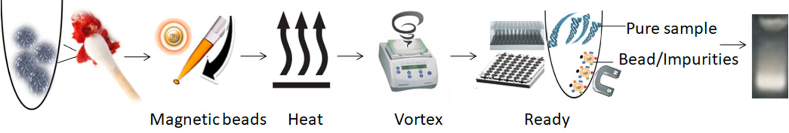 One-Step Touch DNA Purification Kit: Fast & Efficient DNA Extraction ...