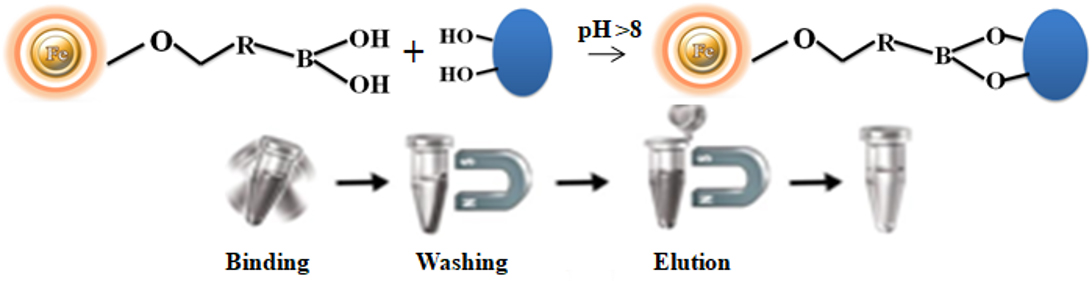 Products Boronate Affinity Magnetic Beads - Bioclone Inc.