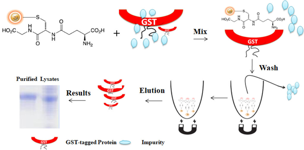 GST-tagged Protein Purification Kit
