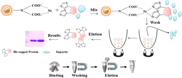 IMAC - Rapid Affinity Purification Chromatography