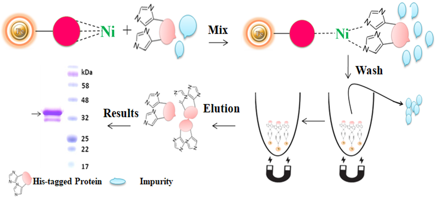 Low Expression His-Tagged Protein Purification Kit