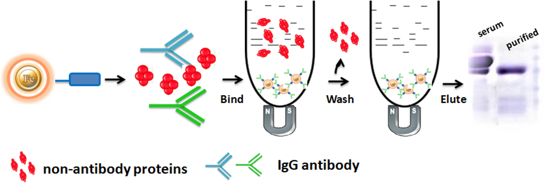 Antibody Separation Made Easy
