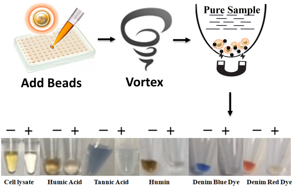 PCR Inhibitors: Effects on PCR Reactions and Removal Methods