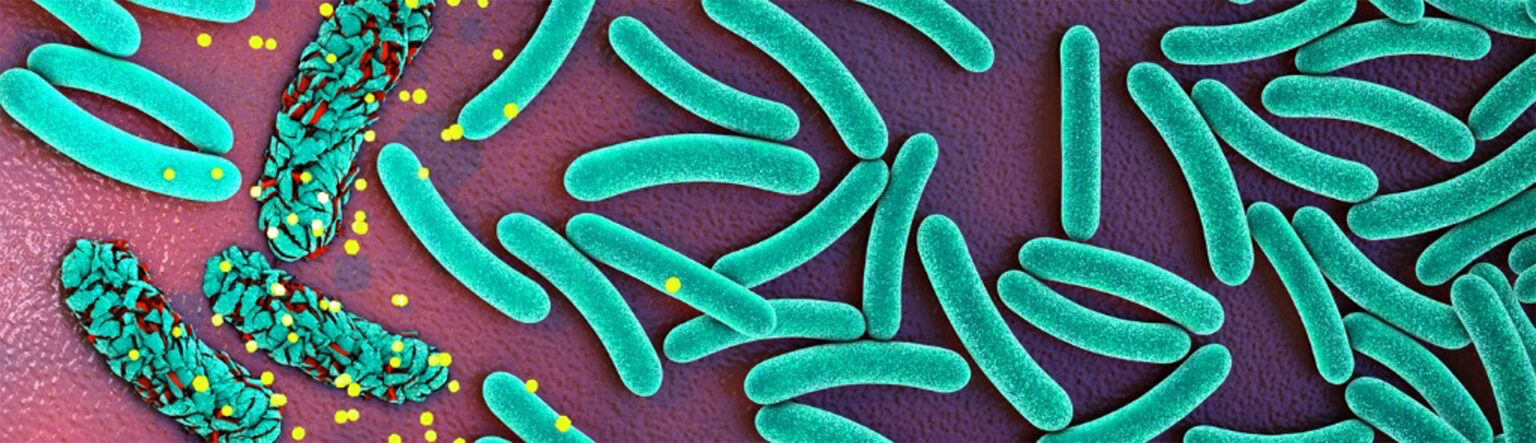 Understanding Bacterial Antigens: Types and Applications