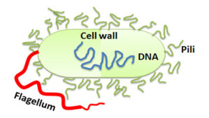 Understanding Bacterial Antigens: Types and Applications