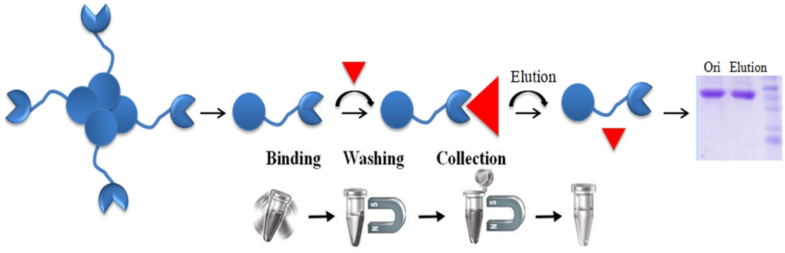 Explore the World of Proteomics with Pull-Down Assay!