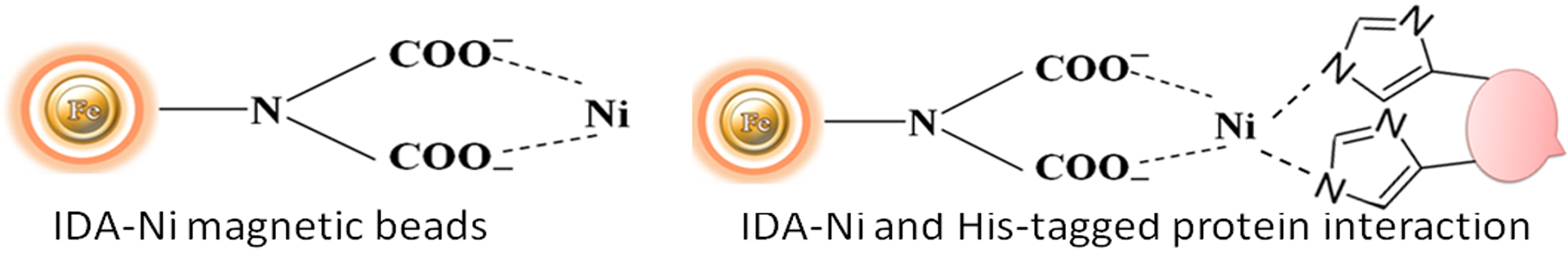 IMAC - Rapid Affinity Purification Chromatography