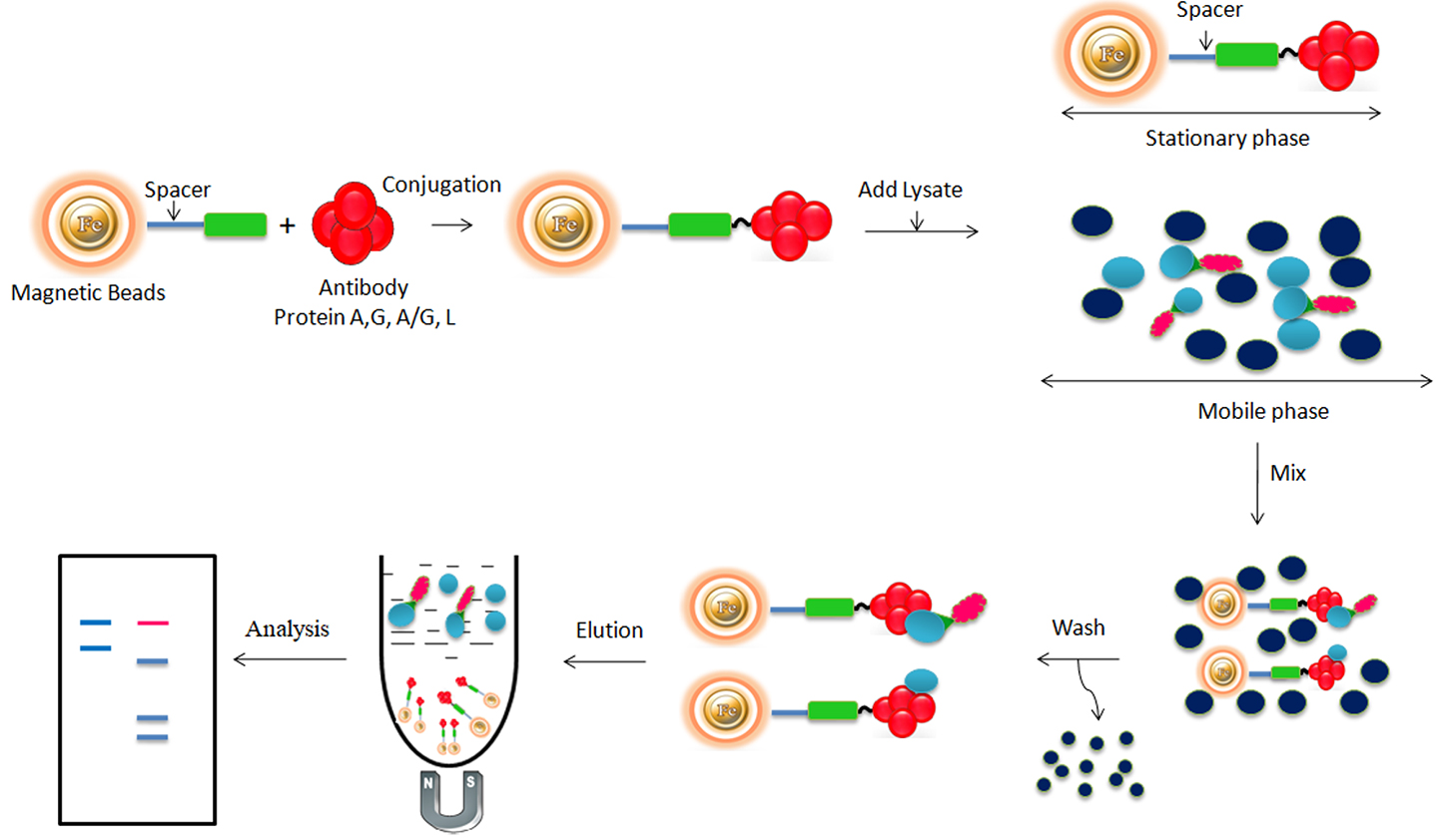 Antibody Separation Made Easy