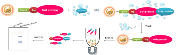 Explore the World of Proteomics with Pull-Down Assay!