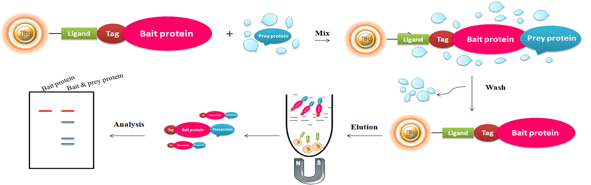 Explore the World of Proteomics with Pull-Down Assay!