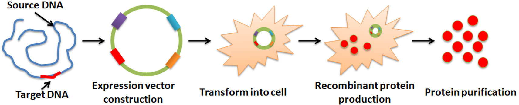 Recombinant Protein: Advancements in Proteomics Research