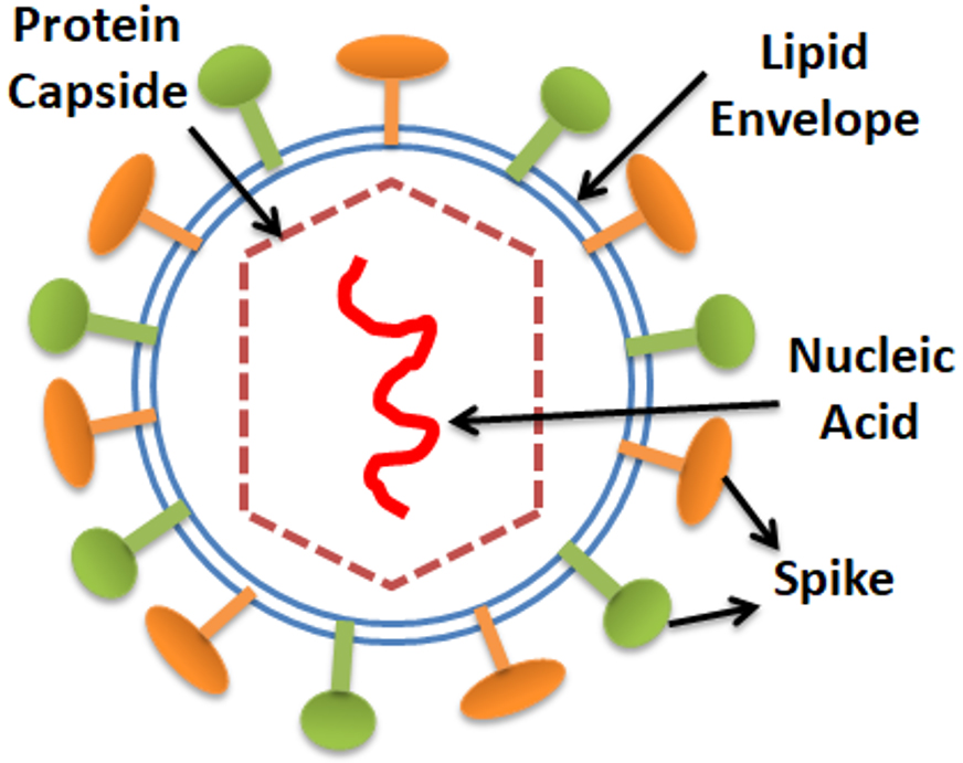 Understanding Virus Antigen: What it is and Why it Matters