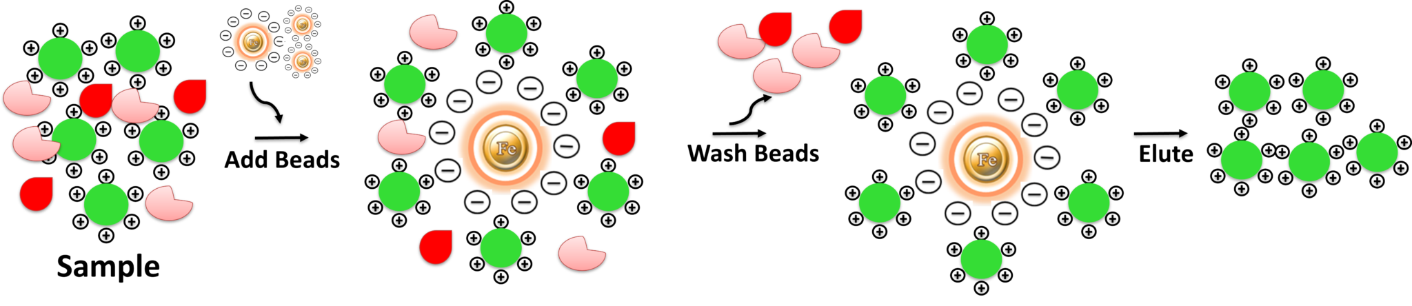 Understanding the Principle of IEX Chromatography