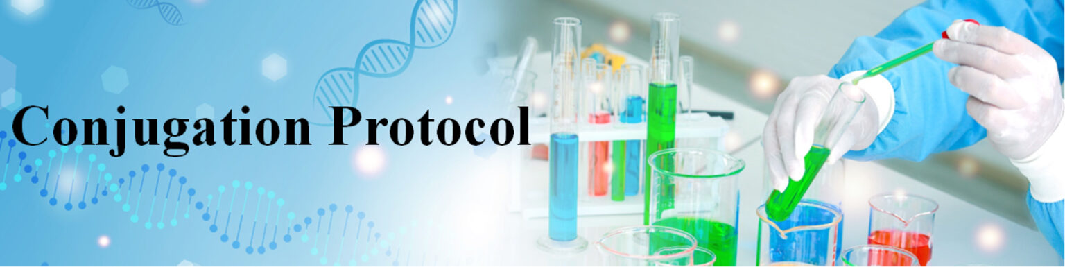 Efficient Protein Immobilization with Amine Group and BcMag™ NHS ...