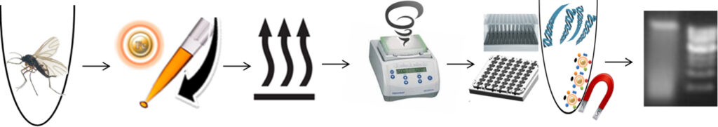 BcMag™ One-Step Mosquitoes DNA Purification Kit - Bioclone Inc.