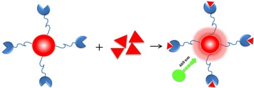 Explore the Power of Avidin and Streptavidin in Biochemical Assays and ...