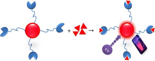 Explore the Power of Avidin and Streptavidin in Biochemical Assays and ...